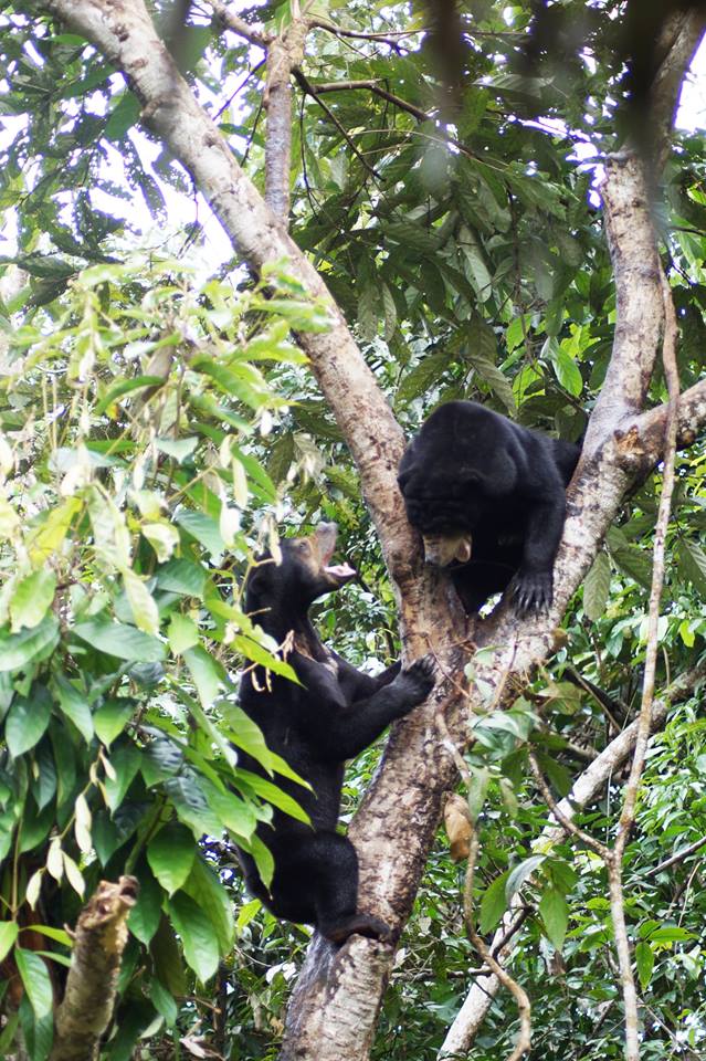 About Sun Bears – Sumatran Sun Bear Team