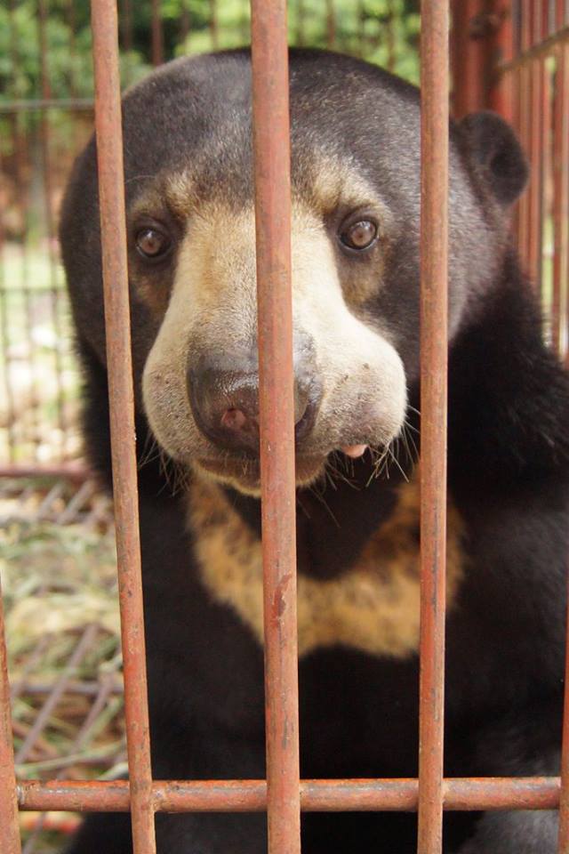 About Sun Bears – Sumatran Sun Bear Team