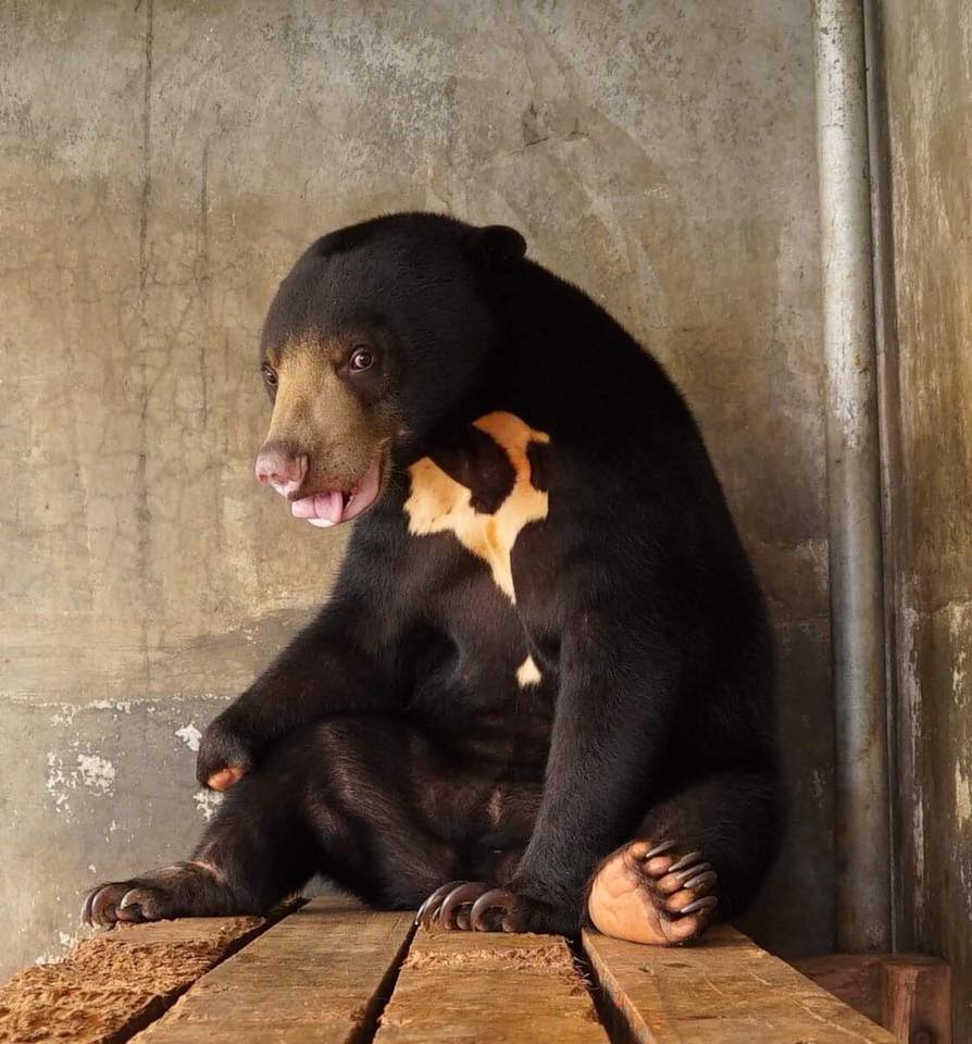 Sumatran Sun Bear Team Speed Trivia Night- Brisbane – Sumatran Sun Bear ...