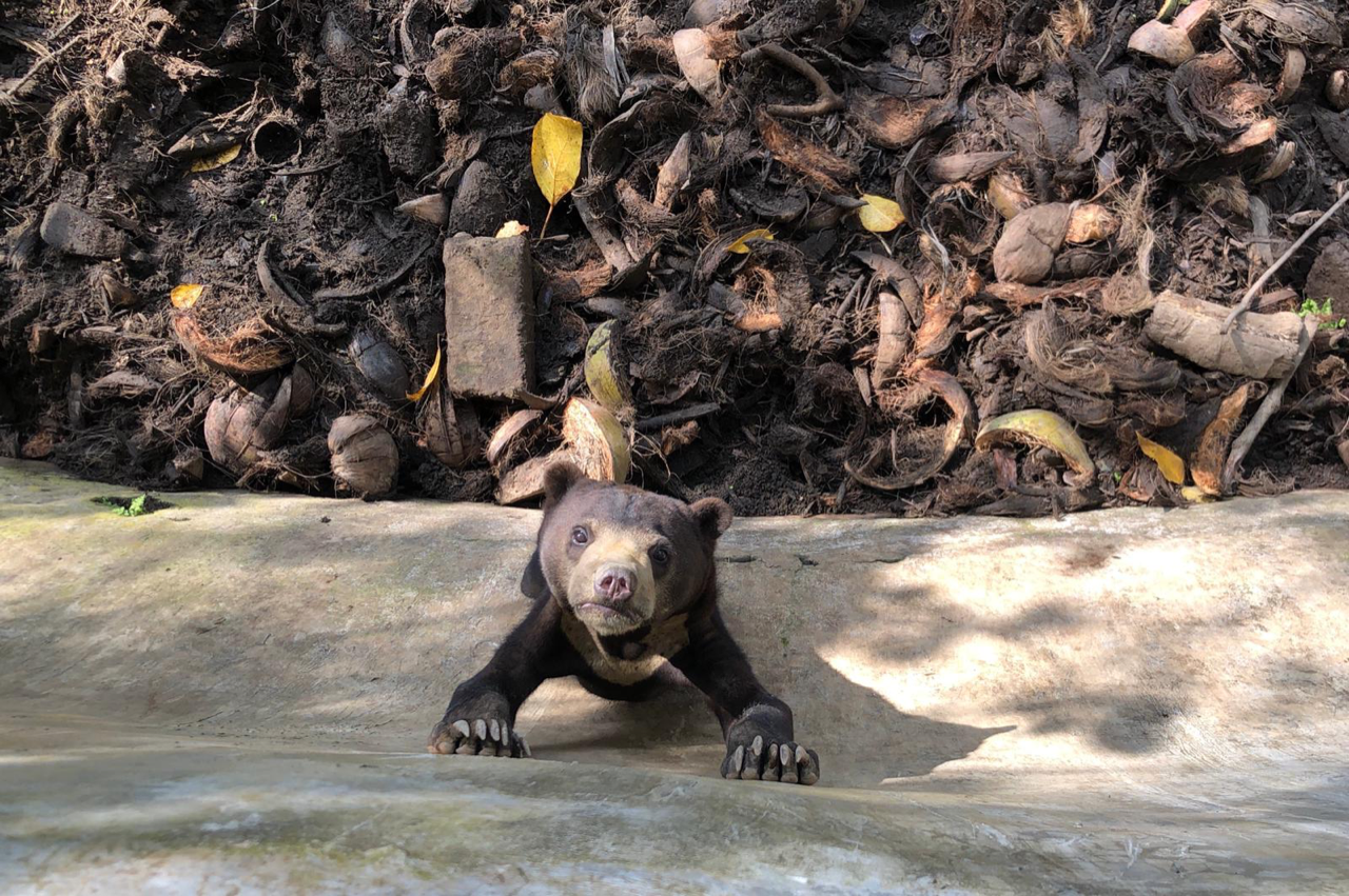 Latest News – Sumatran Sun Bear Team
