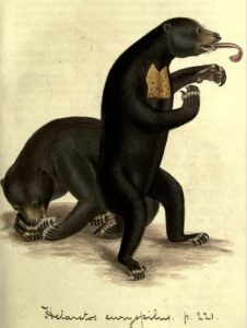 About Sun Bears – Sumatran Sun Bear Team