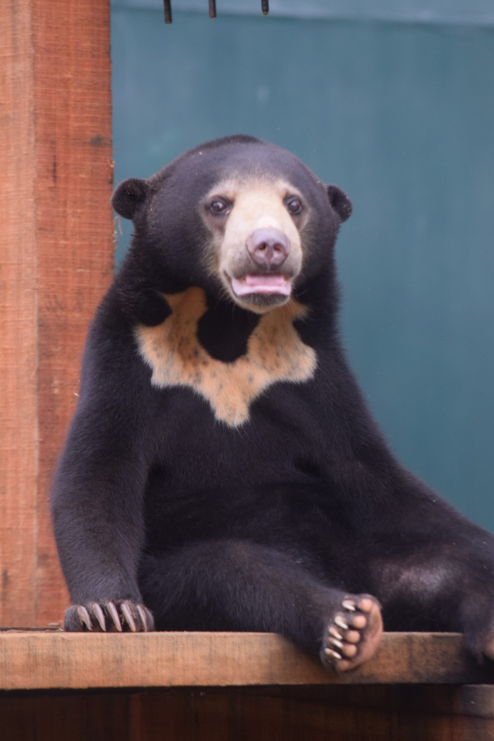 Spoil-A-Bear Program – Sumatran Sun Bear Team