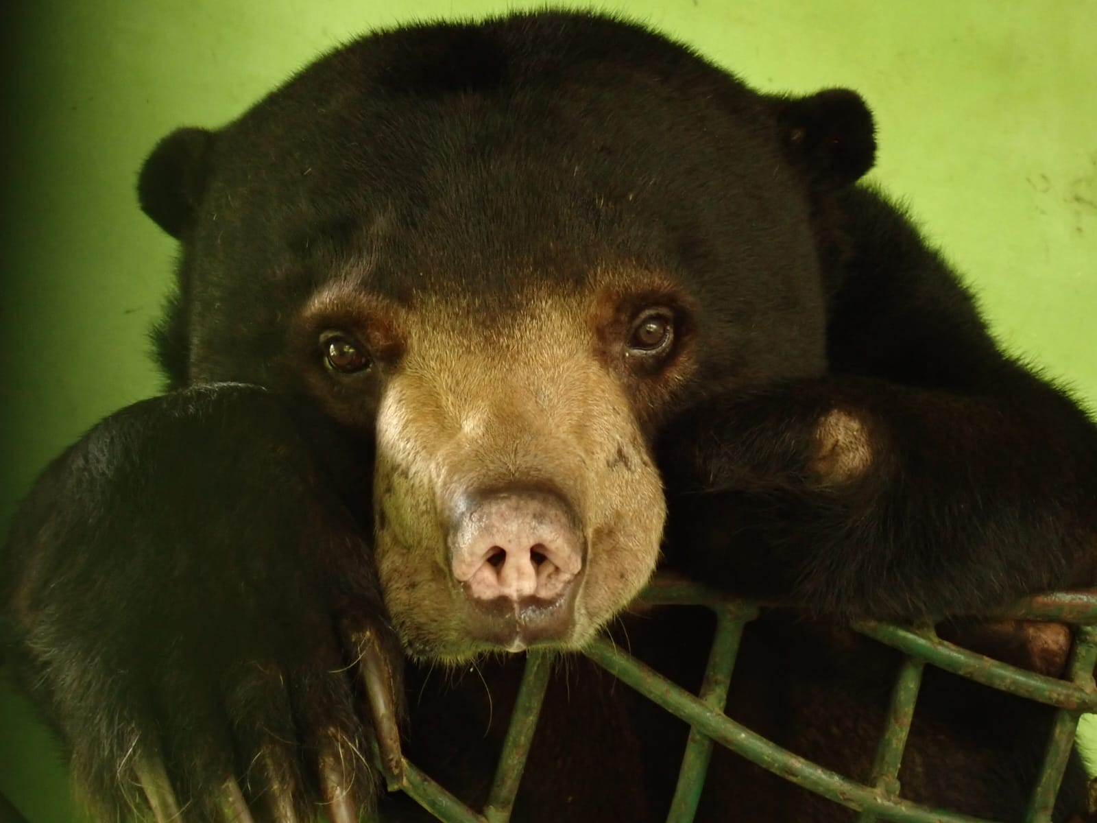 Hercules’s Story – Sumatran Sun Bear Team